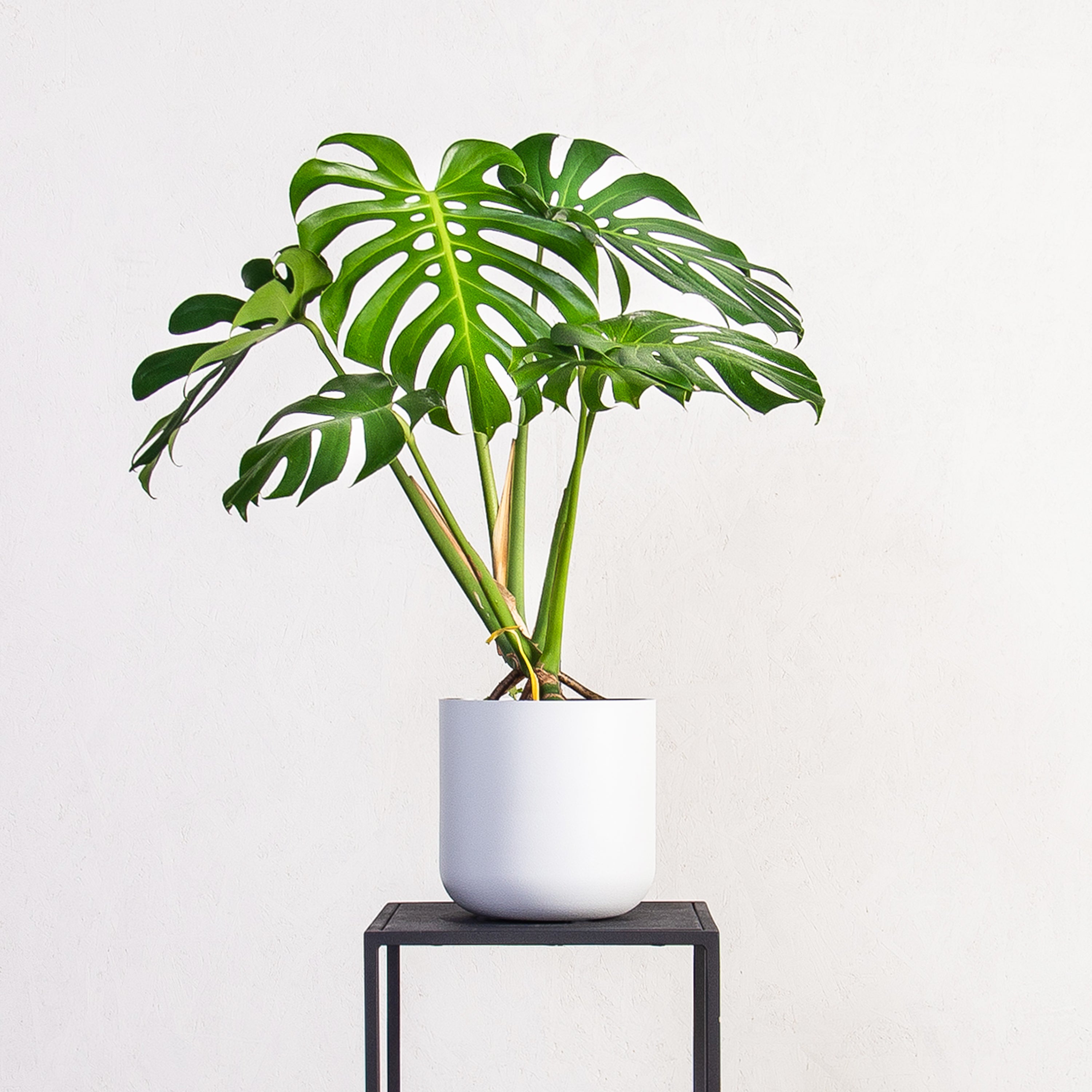 Plantr | Apogee Planter | Small Table Pot Plant | Office Desk Planter