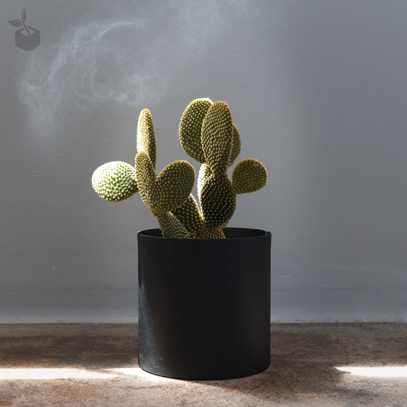 The Minilux – Plantr