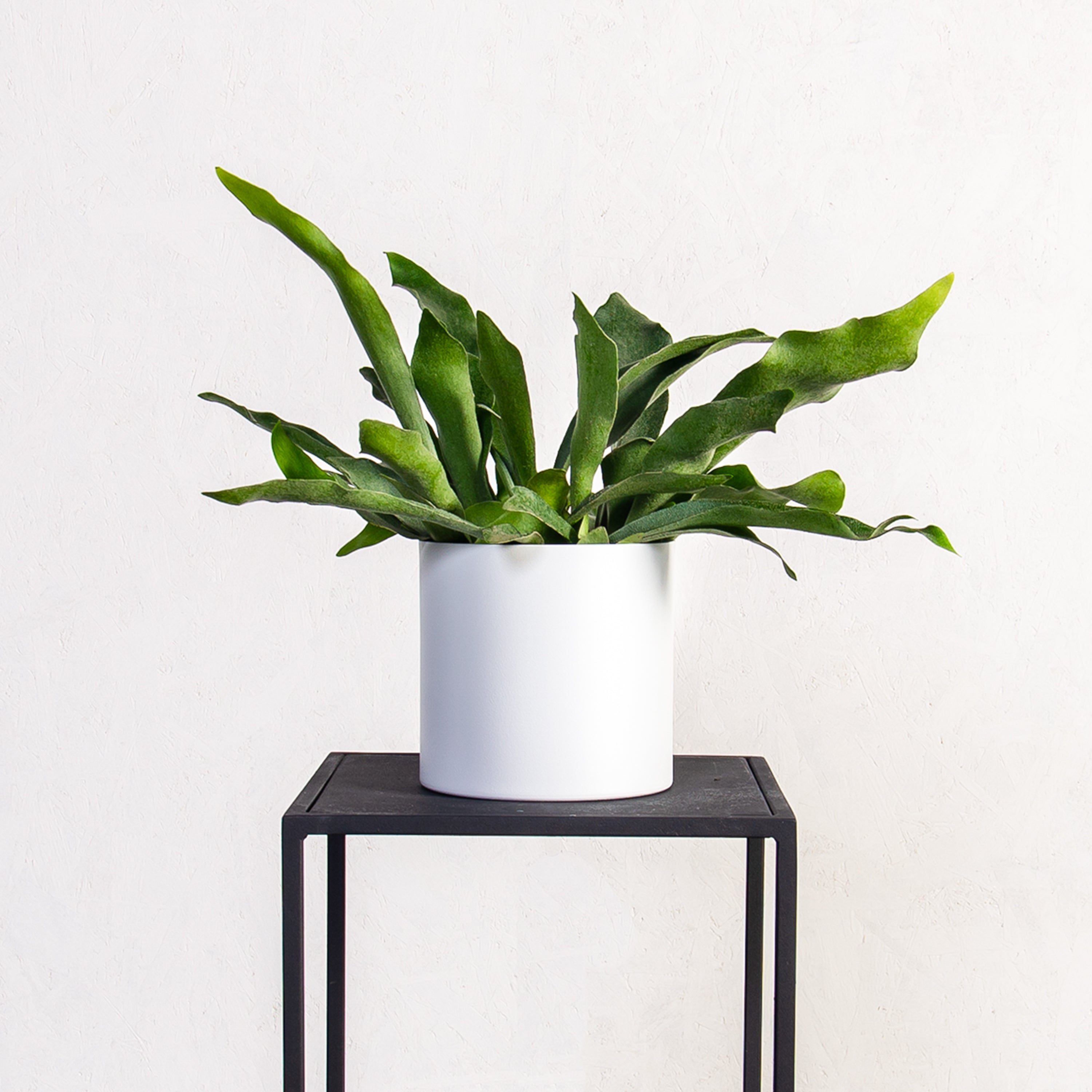 Plantr | Small Planters | Office Plants | Desk Pot Plants | Decor